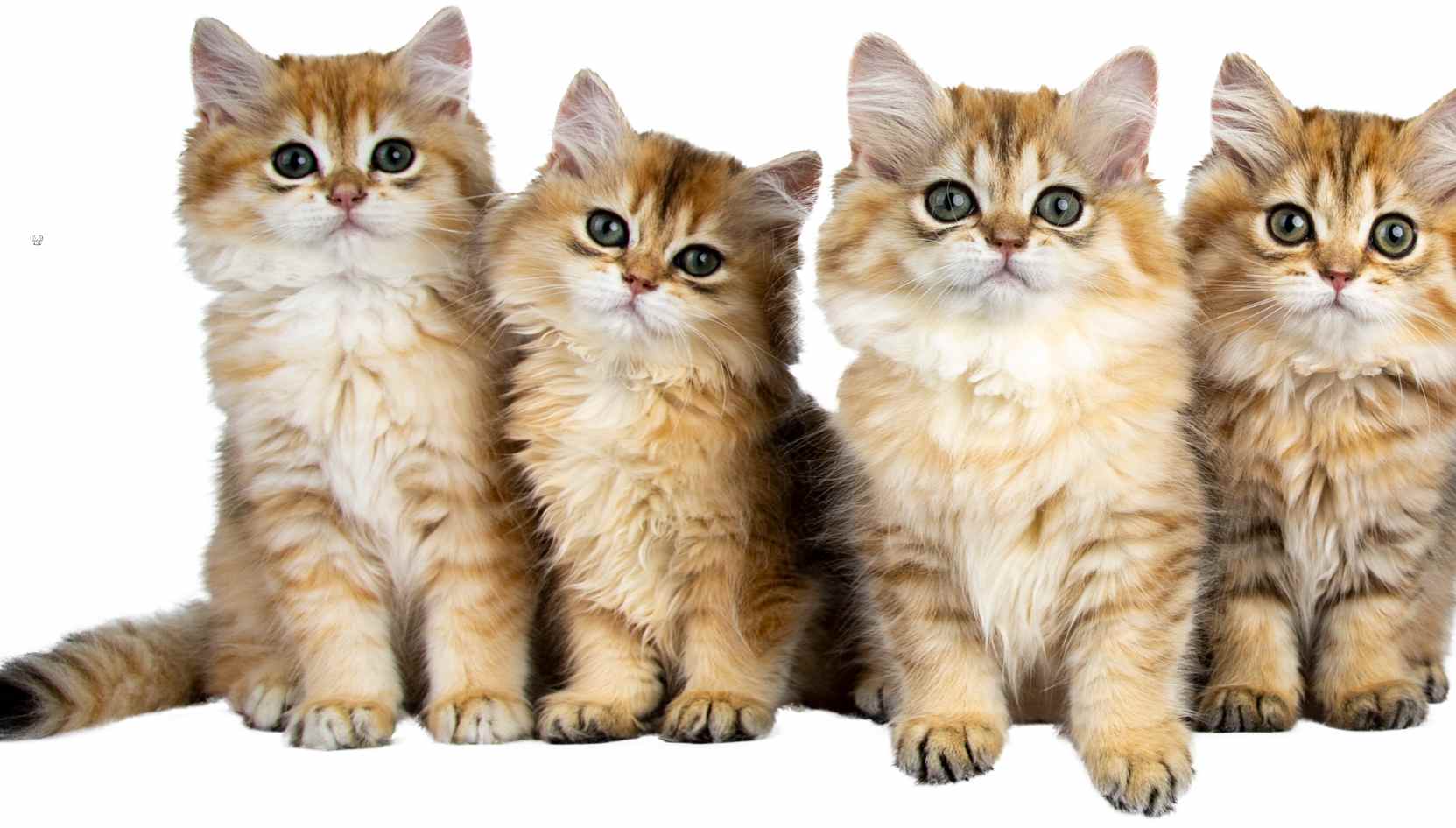 Por Que os Gatos Ronronam? - Refúgio Invertido